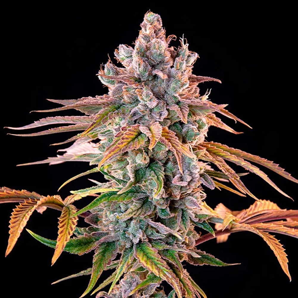 STRNG Seeds – Royal with Cheese Auto - Premium Seed Bank | Best ...