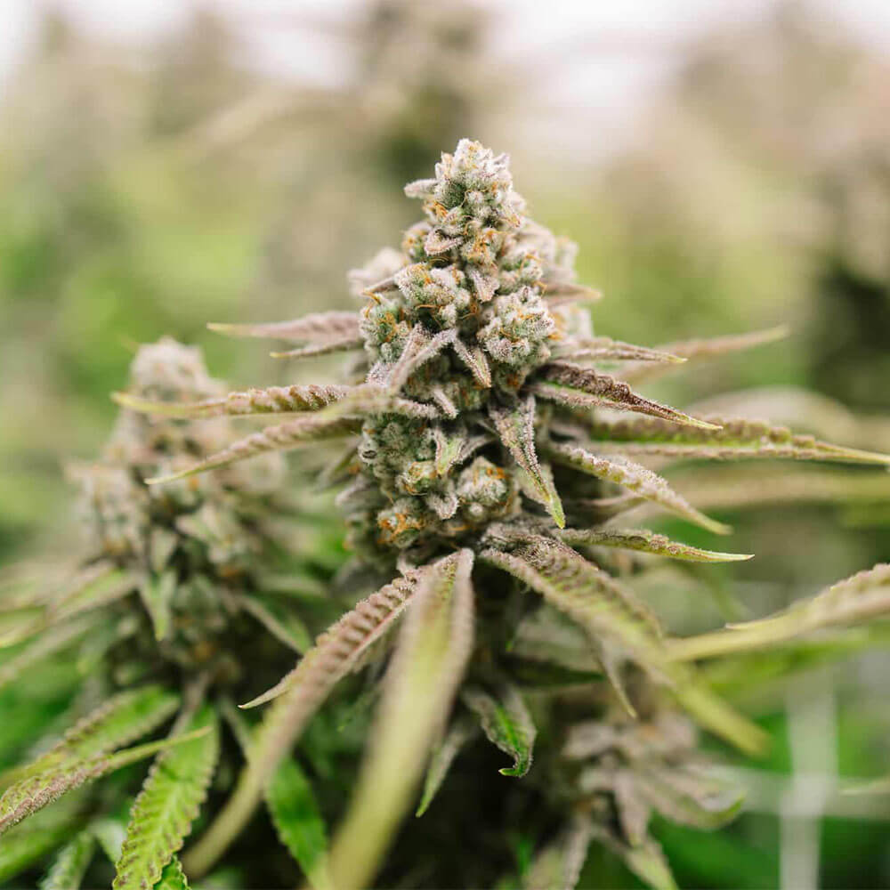 Strawberry Lemonade – STRNG Seeds - Premium Seed Bank | Best Feminized ...