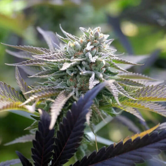 Autoflower Cannabis Seeds - 100% Legal - USA - Buy Online