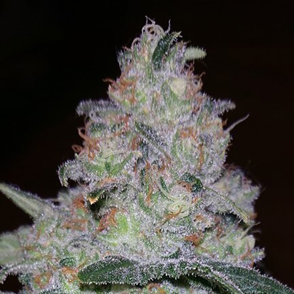Supernova – STRNG Seeds - Premium Seed Bank | Best Feminized Seeds ...