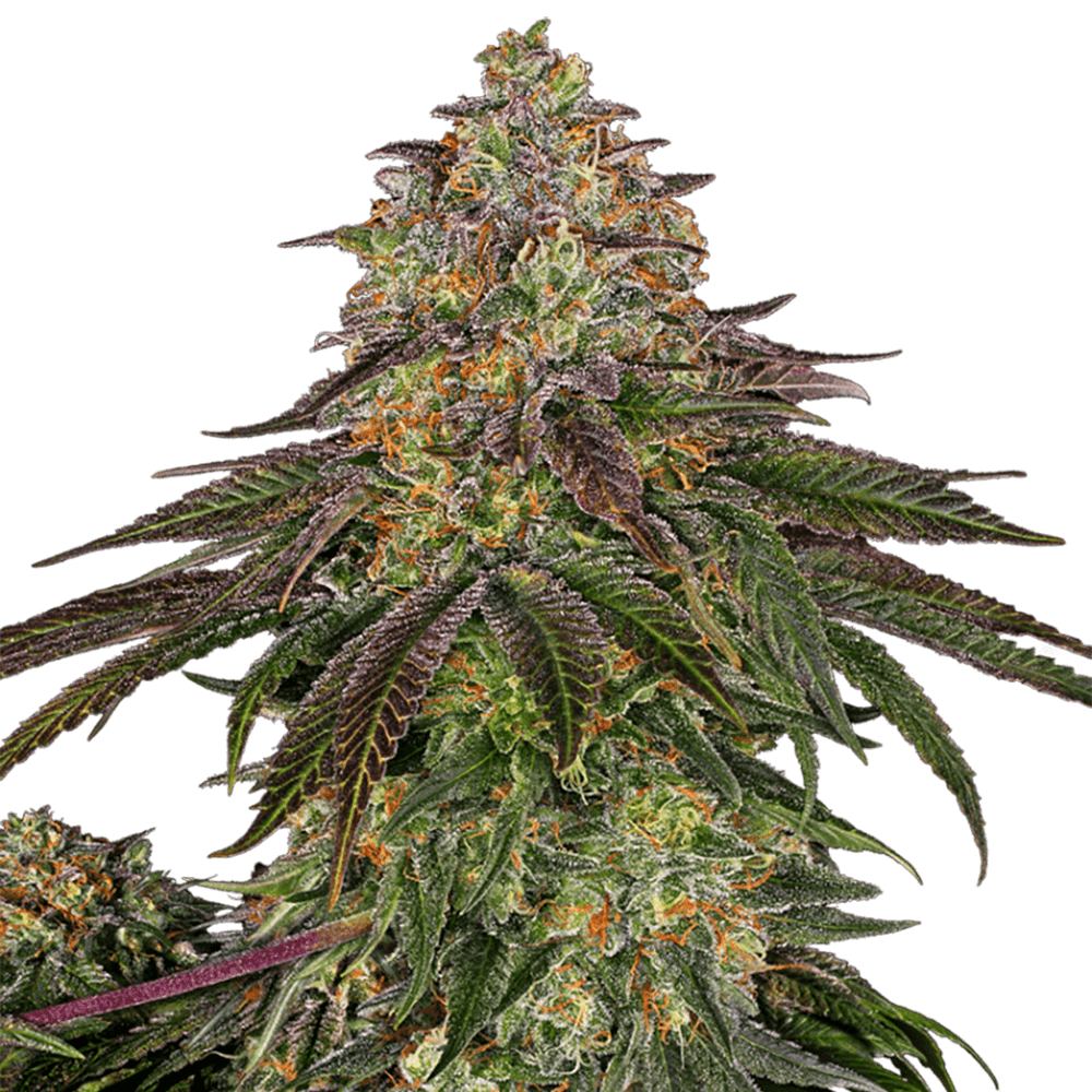 Sweet Kush Auto – STRNG Seeds - Premium Seed Bank | Best Feminized ...