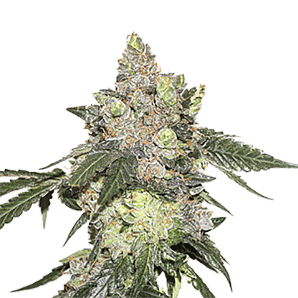 Thin Mint Cookies – STRNG Seeds - Premium Seed Bank | Best Feminized ...