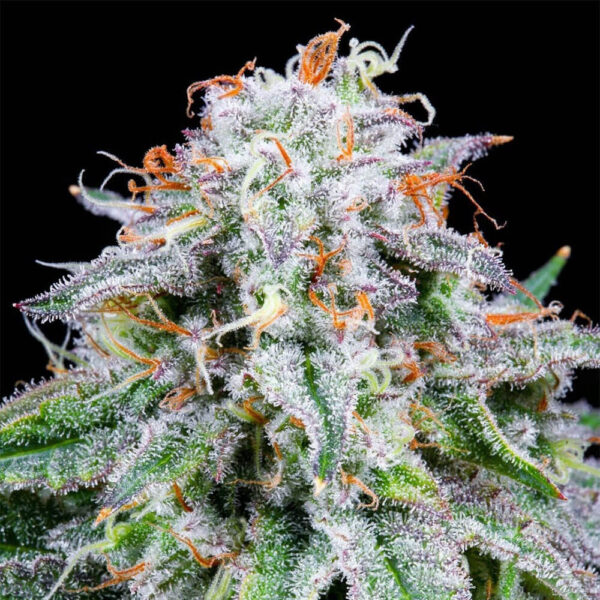 Autoflower Cannabis Seeds - 100% Legal - USA - Buy Online