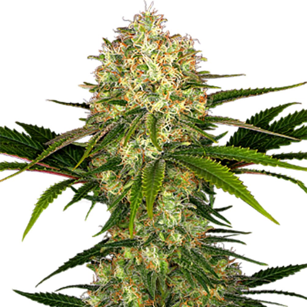 White Ice Auto – STRNG Seeds - Premium Seed Bank | Best Feminized Seeds ...