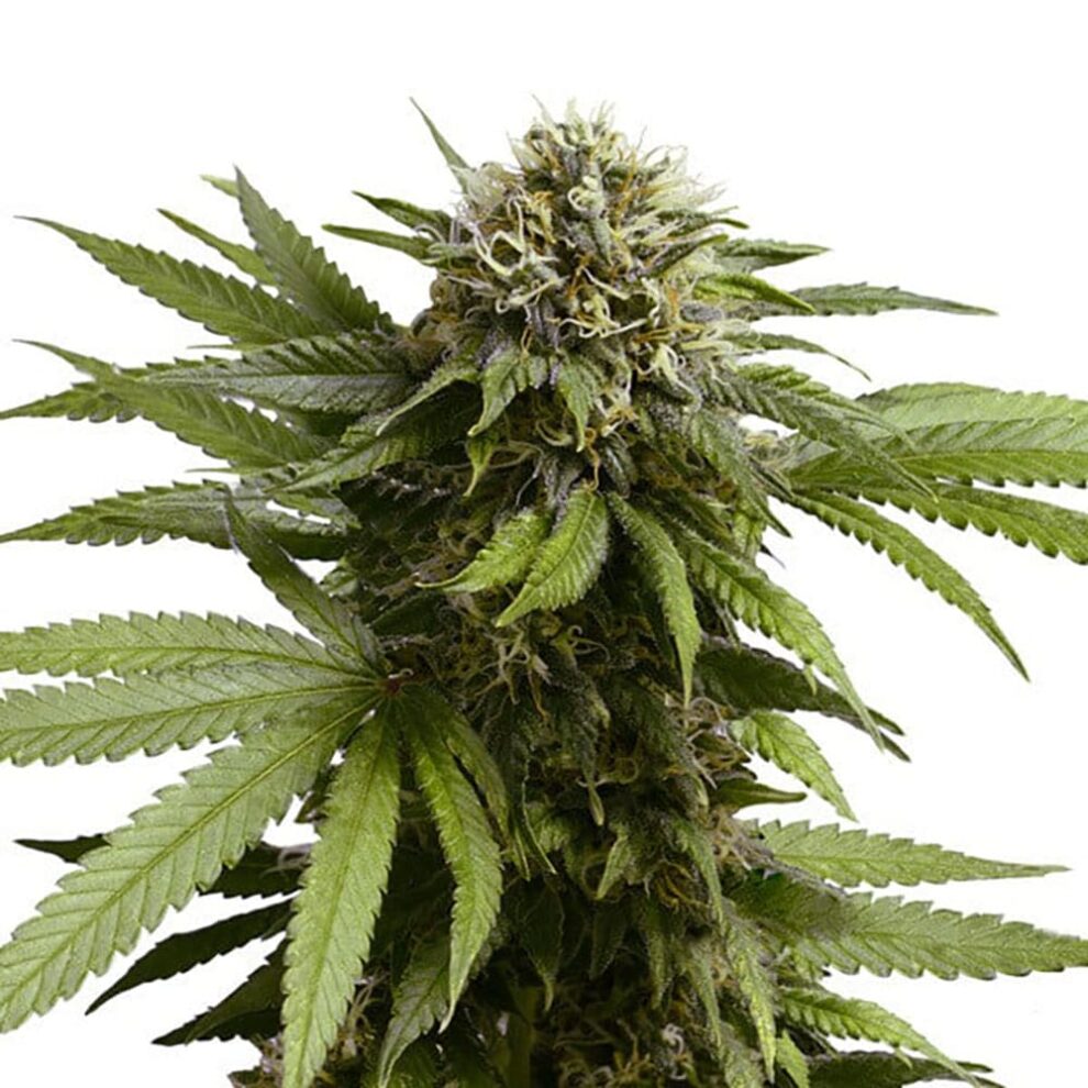 Apple Fritter Auto – STRNG Seeds - Premium Seed Bank | Best Feminized Seeds | Seed Bank USA ...