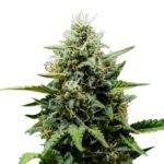 Premium Seeds Archives - Premium Seed Bank | Best Feminized Seeds ...