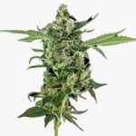 STRNG Seeds - Sour Diesel Auto - Premium Seed Bank | Best Feminized ...