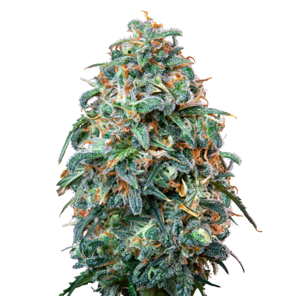 Sherbet Queen Auto - Premium Seed Bank | Best Feminized Seeds | Seed ...