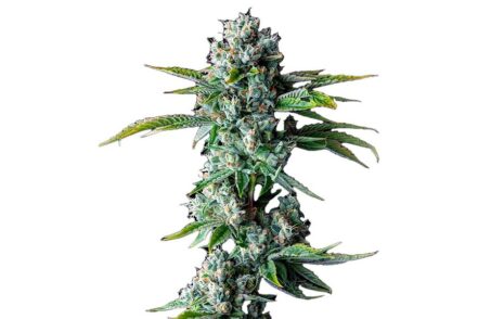 Exploring Skywalker OG: What Every Cultivator Should Know About This ...