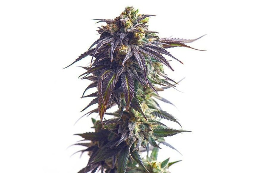 Sundae Driver: Flavor, Effects, and Growing Tips for This Relaxing ...