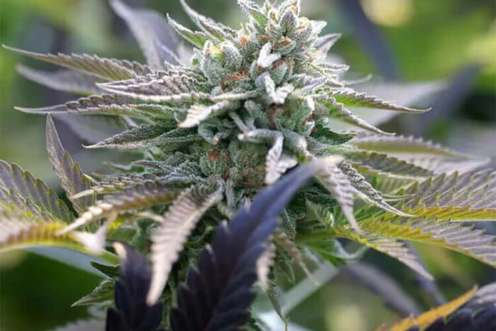 Sunset Sherbet Strain: Genetics, Effects, and Flavor - Premium Seed ...