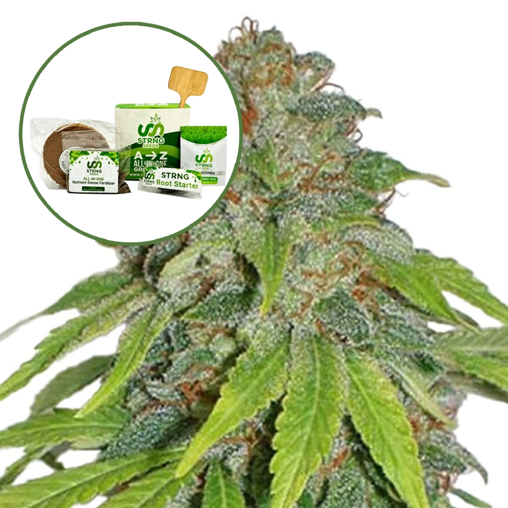 THCA Apple Jack Strain Grow Kit - Premium Seed Bank | Best Feminized ...