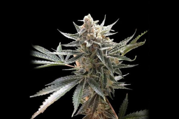 Tangie Strain Review: Flavor, Effects, and Cultivation Insights ...