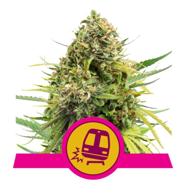 Shop Feminized Hemp Seeds | Best Feminized Seeds