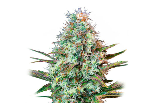 Zkittlez Strain: Effects, Flavor, and Uses - Premium Seed Bank | Best ...