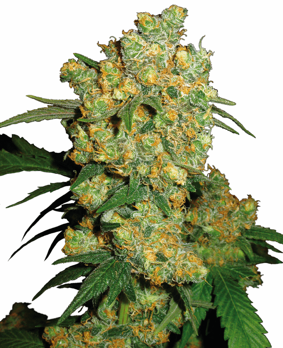 Big Bud Strain: Genetics, Effects, and Grow Tips - Premium Seed Bank ...