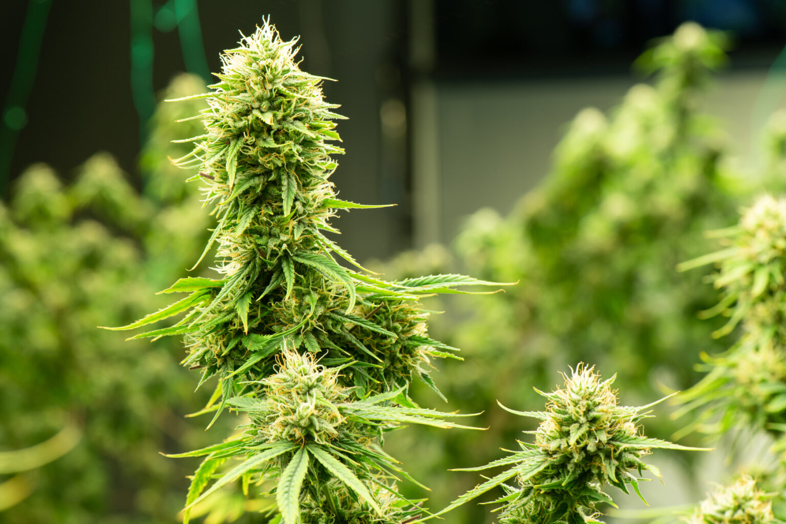 What Are Blue Cheese Seeds? A Complete Growing Guide for Beginners and ...