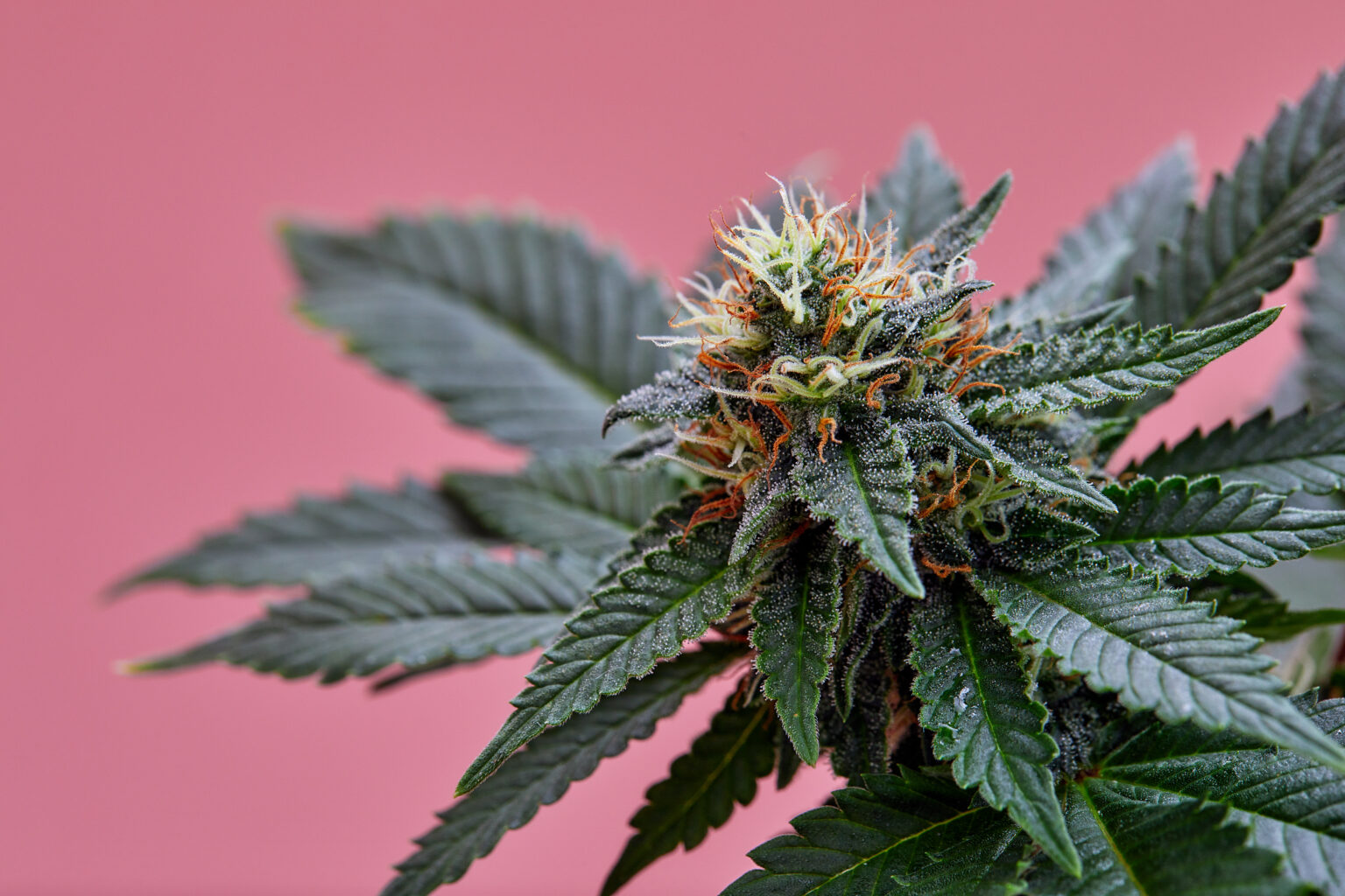 The Complete Guide to Cannabis Flowering: Weeks, Bud Development, and ...