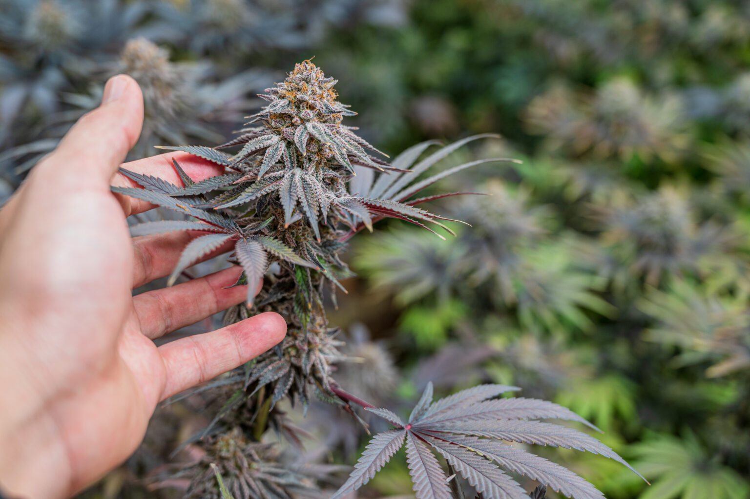 Cheap Feminized Seeds USA: A Complete Buyer’s Guide to Affordable, High ...