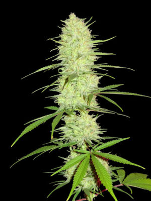 Cinderella 99: Effects, Flavor Profile, and Growing Tips - Premium Seed ...