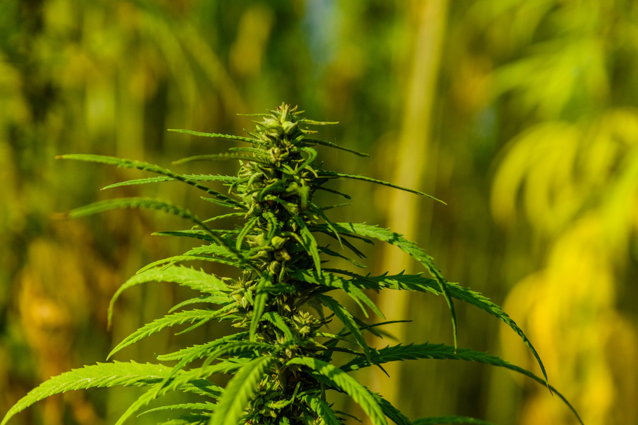 F1 Hybrid Seeds Explained: What They Are, How They’re Made, and Why ...
