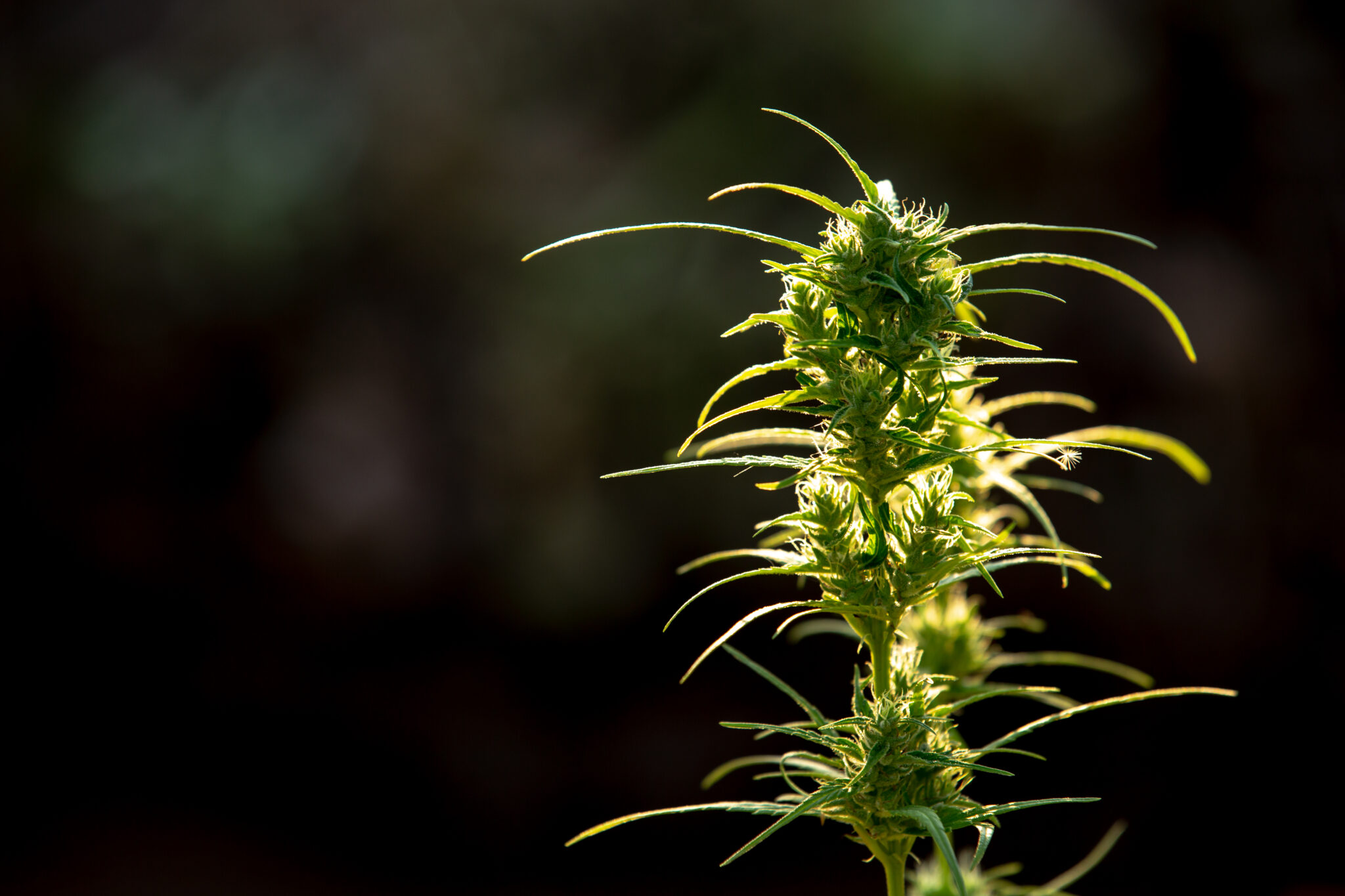 G Queen Special Weed Guide: Uses, Potency, Effects, Medical Benefits ...