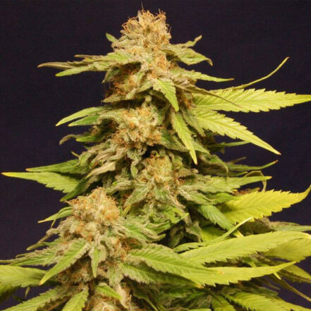 The Sweet Secrets of the Grape Ape Strain: Why It’s a Go-To for Indica ...