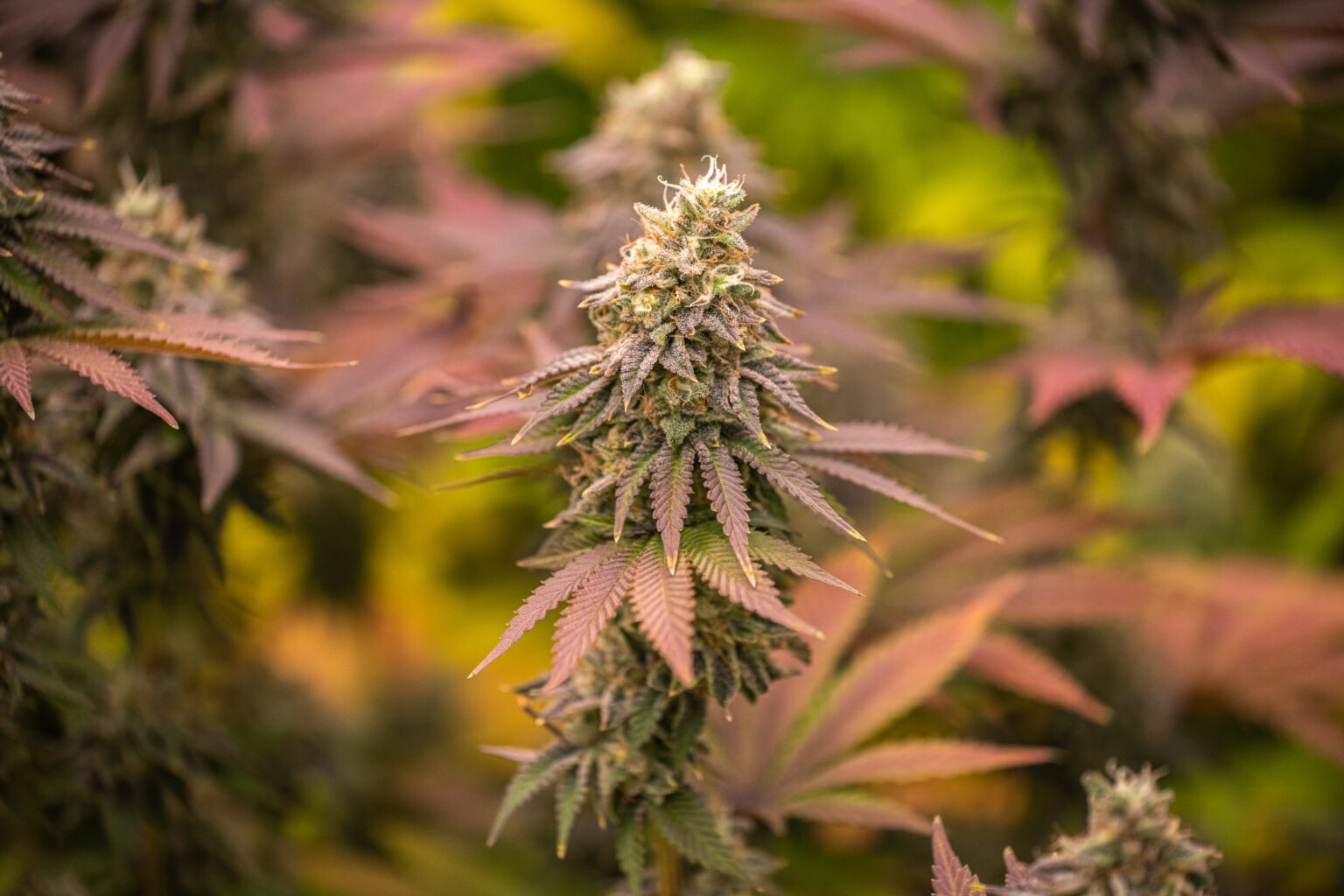 Marijuana Pollen Guide: Identification, Role in Breeding, and Plant ...