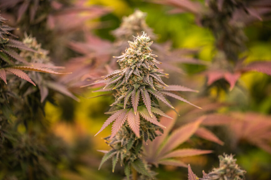 Marijuana Pollen Guide: Identification, Role in Breeding, and Plant ...