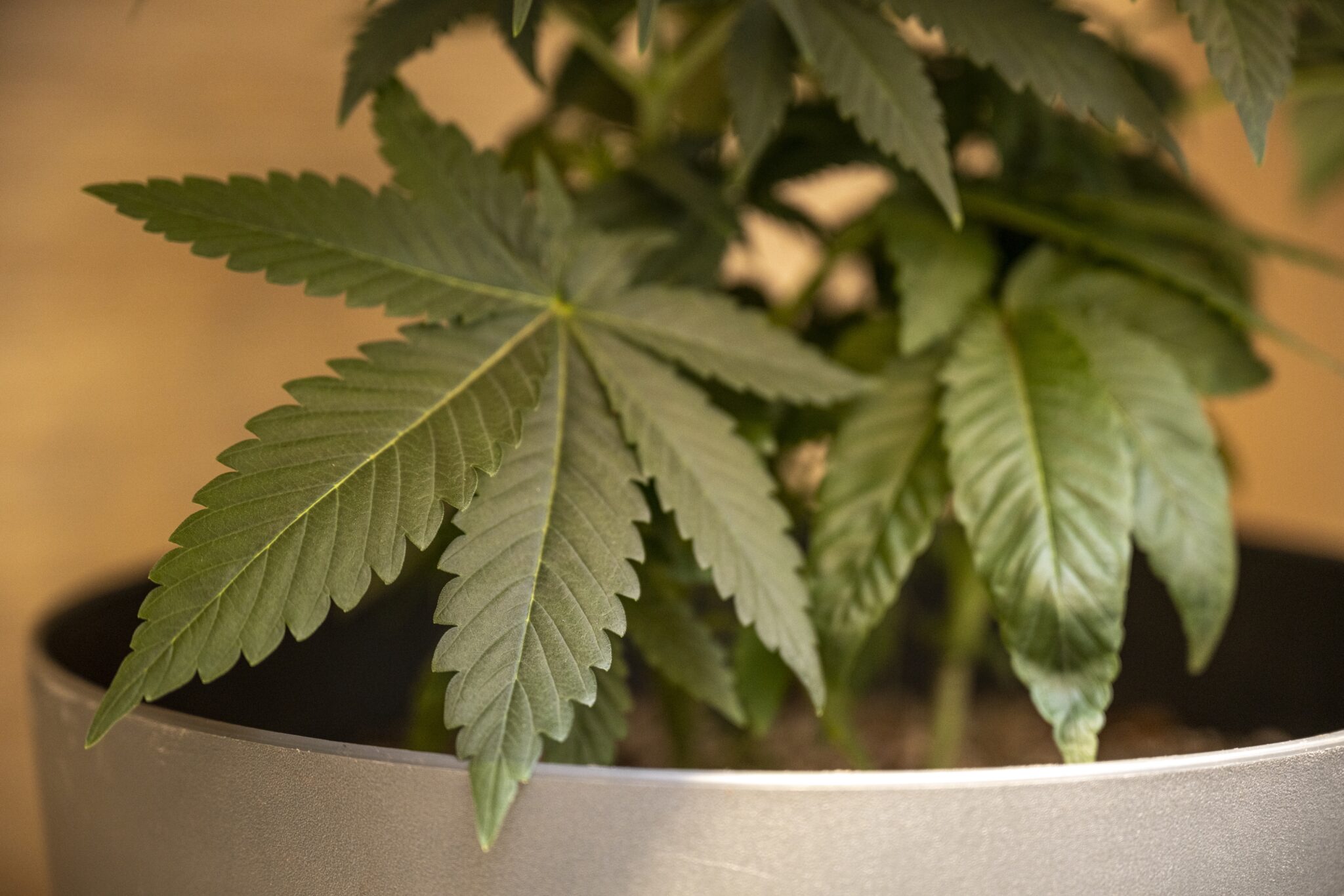 How to Spot and Correct Molybdenum Deficiency in Marijuana Plants ...