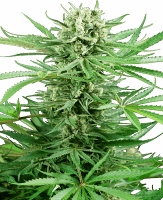 Papi Chulo Strain Review: Flavor, Effects, and Growing Tips - Premium ...