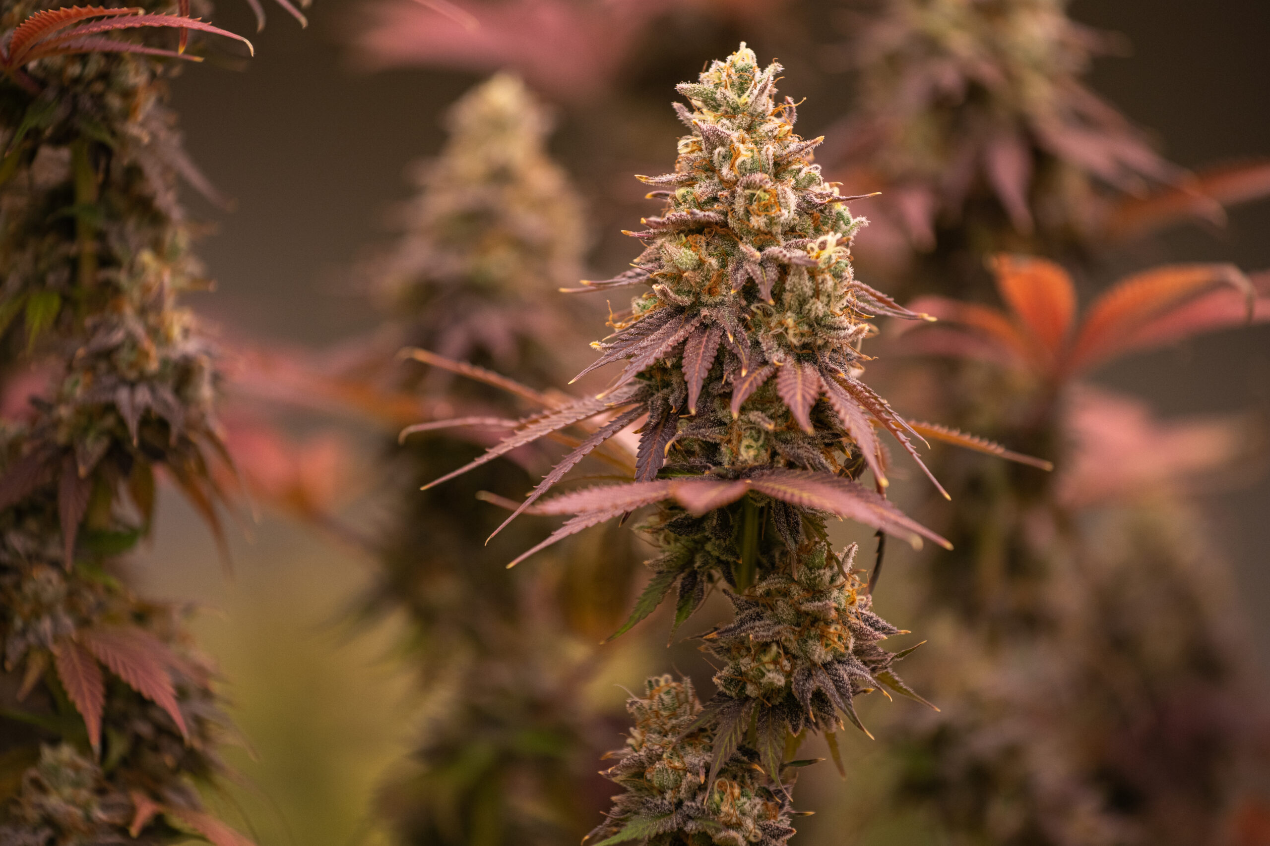 How to SCROG Grow Cannabis: Beginner to Advanced Screen of Green Guide ...