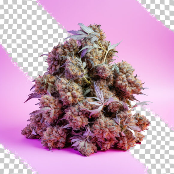 Pink Mist Cannabis Strain Guide: Effects, Genetics, Flavor, and Growing ...