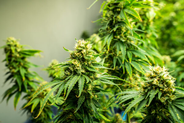 What Are Pure CBD Seeds? A Complete Guide to THC-Free Cannabis Genetics ...