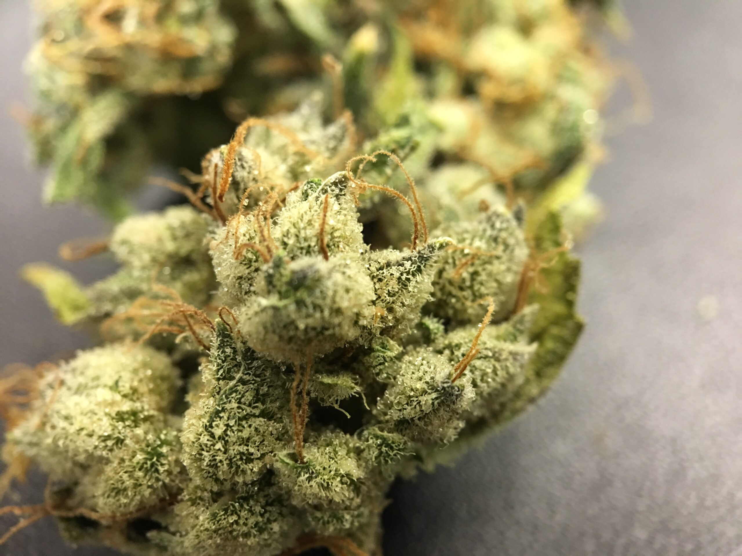 Reggie Weed Guide: How to Spot It, Why It’s Low Quality, and What to ...