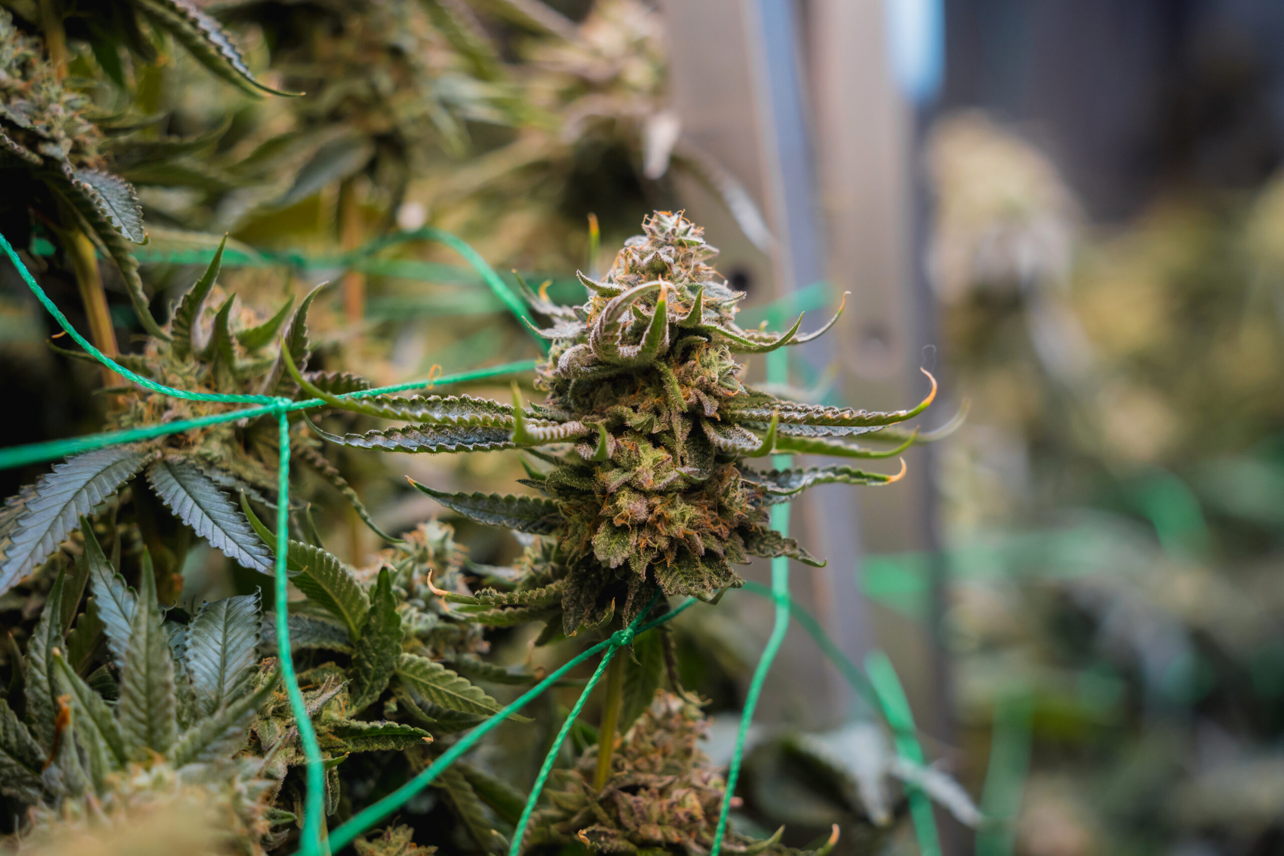 Seedfinder Guide for Growers: Understanding Cannabis Genetics, Crosses ...