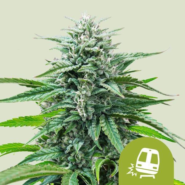Trainwreck Auto - Premium Seed Bank | Best Feminized Seeds | Seed Bank ...