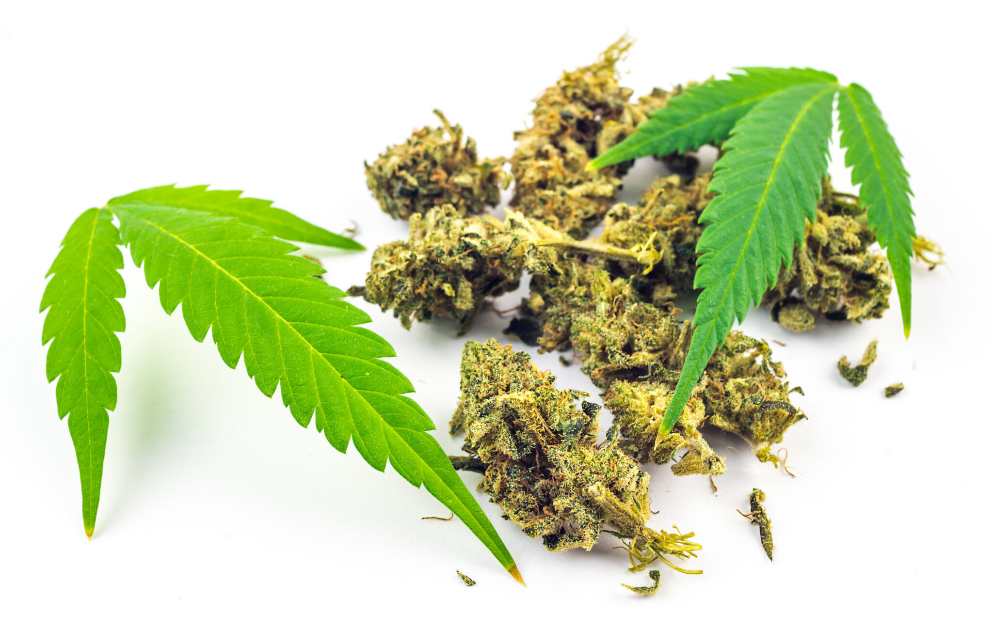 Wedding Crasher Strain Guide: Origins, Effects, Yield, and Best Uses ...