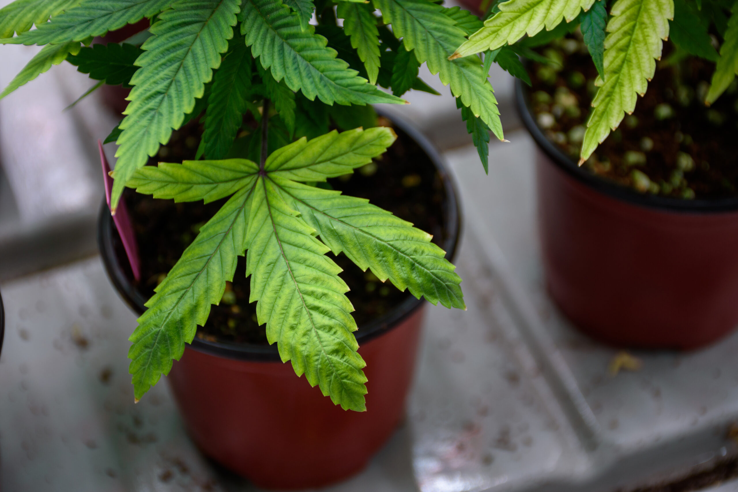 Weed Leaf Guide: How to Identify Healthy, Unhealthy, and Nutrient ...