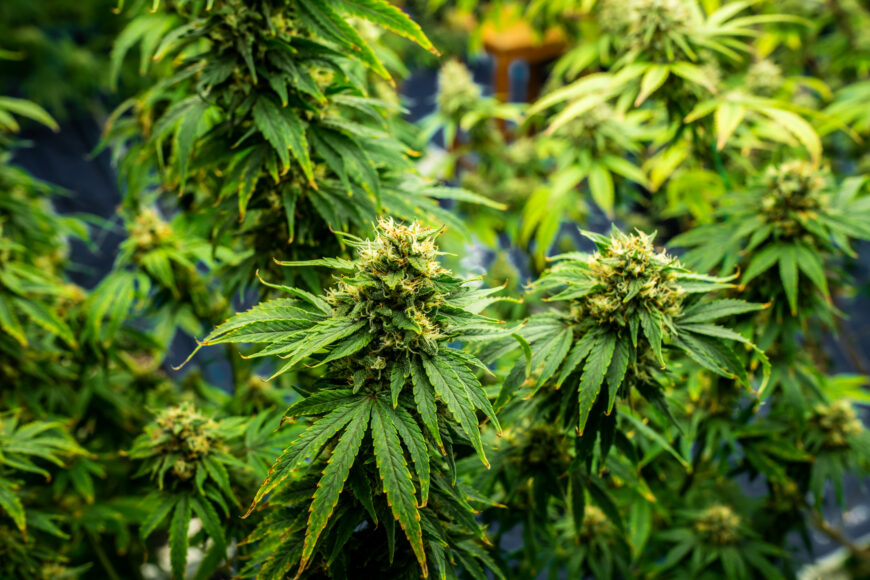 Everything You Need to Know About the Weed Plant: Types, Anatomy, and ...