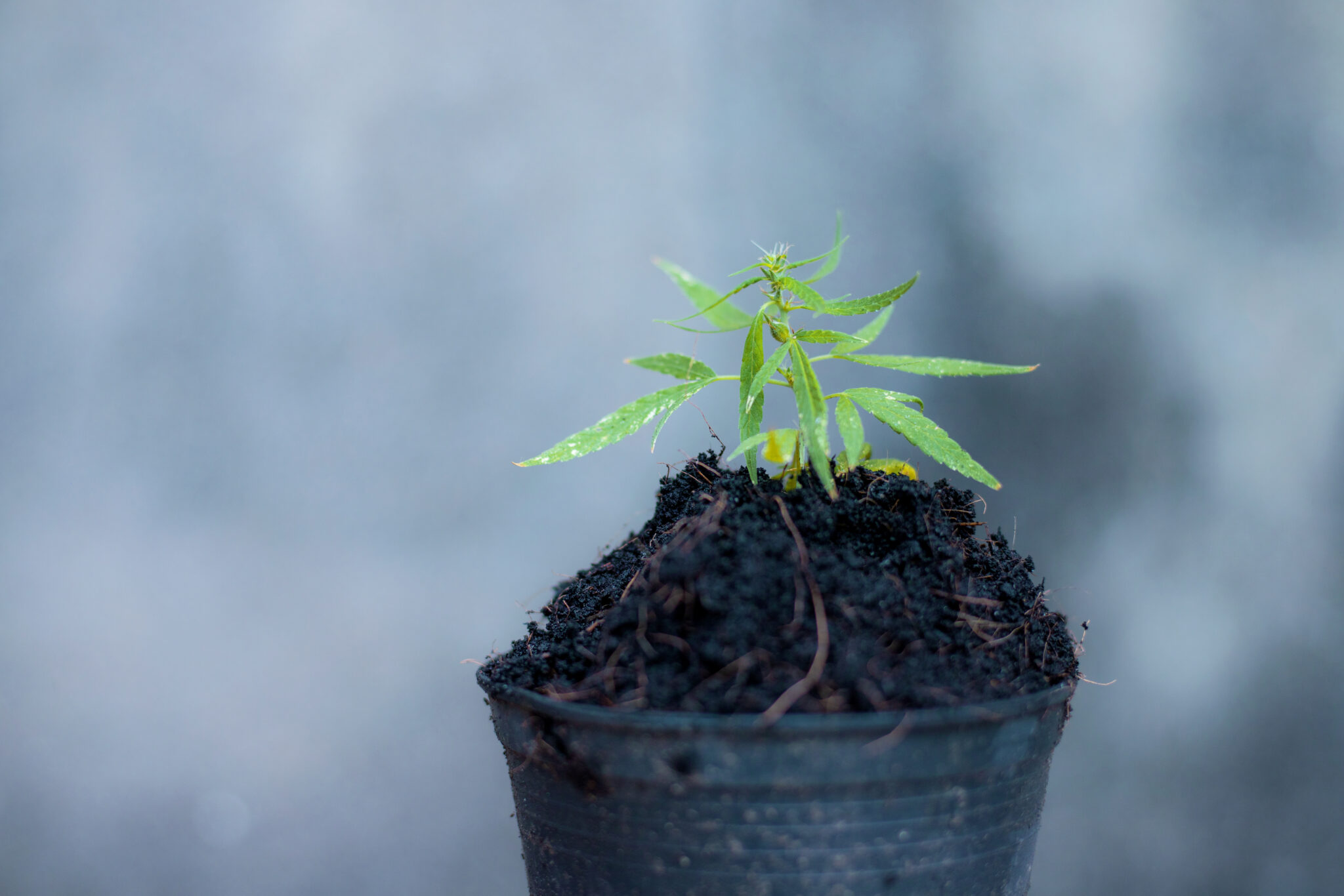 Weed Plant Sprout Guide: Germination Steps, Timing, and Early Care ...