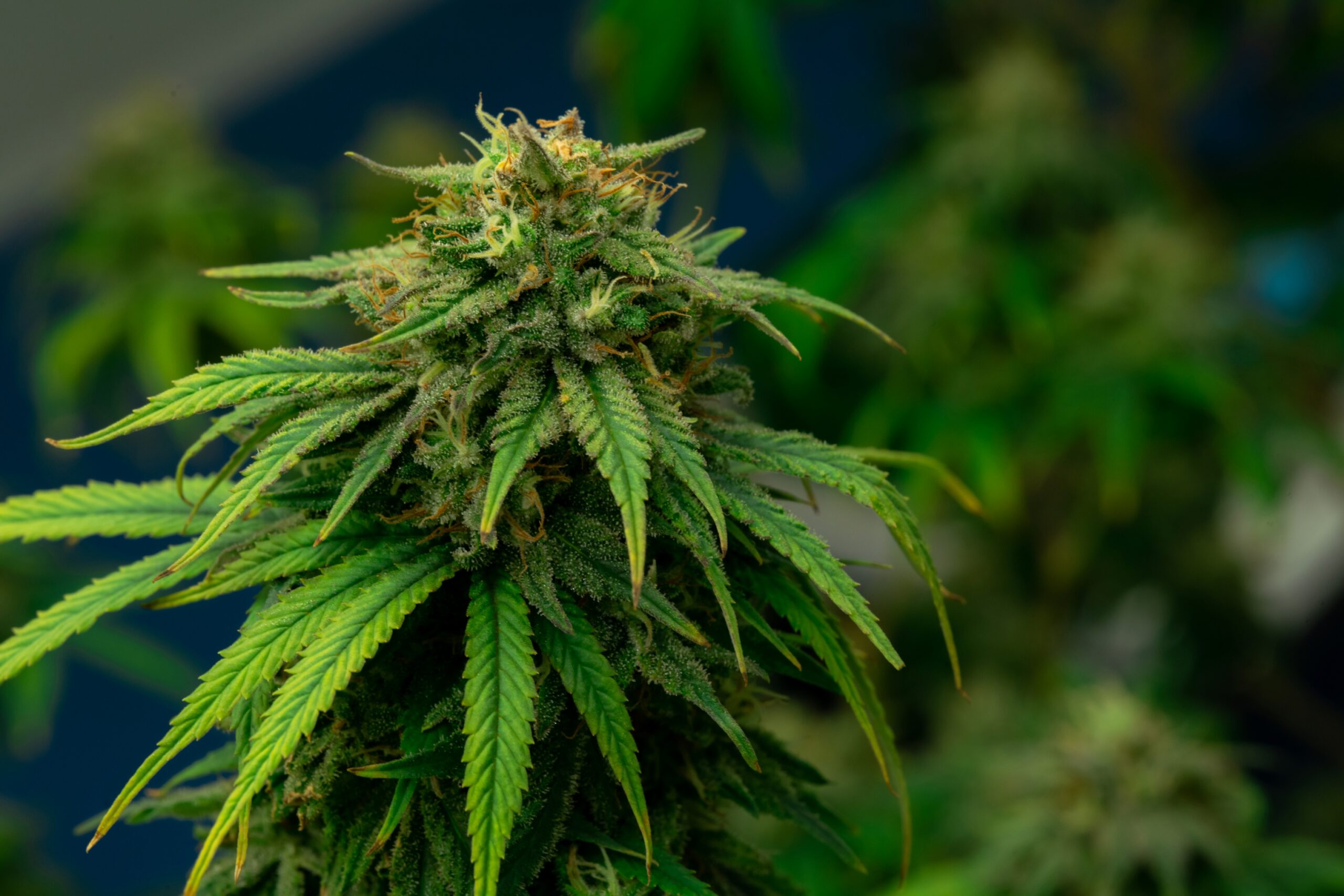 Cheap Weed Seeds Explained: How to Save Money and Still Grow Top-Shelf ...