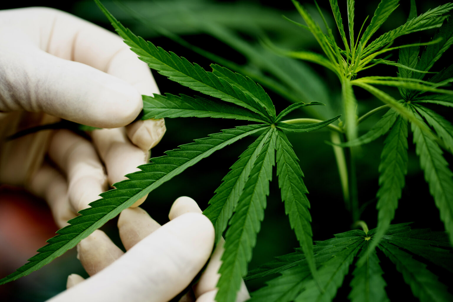 What Is CBN in Cannabis? Uses, Side Effects, and How It Works - Premium ...