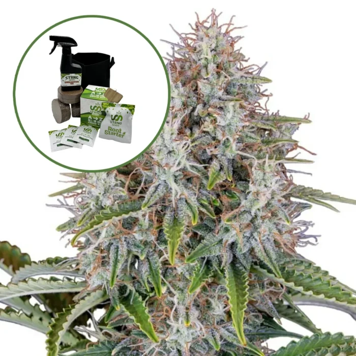 Blue Haze Auto High Yield Grow Kit - Premium Seed Bank | Best Feminized ...